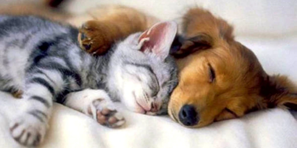 OAKLAND Platonic Touch Workshop: October 11th Edition by Cuddle Party ...